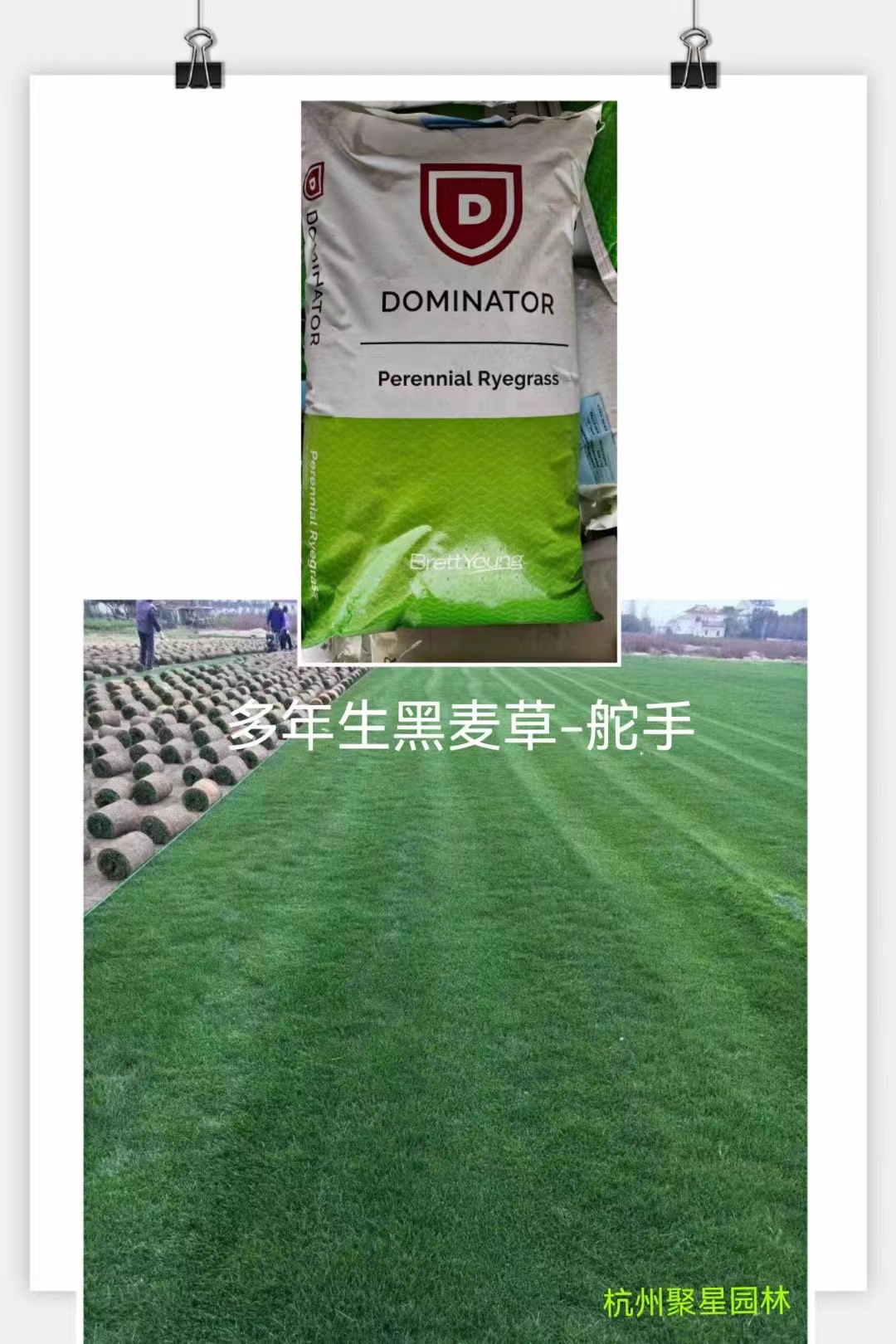多年生黑麦草（舵手）-融创集采商城